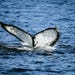 Whale Tail Splash | Dynamic Wildlife Photography in Antarctic Waters - Etsy