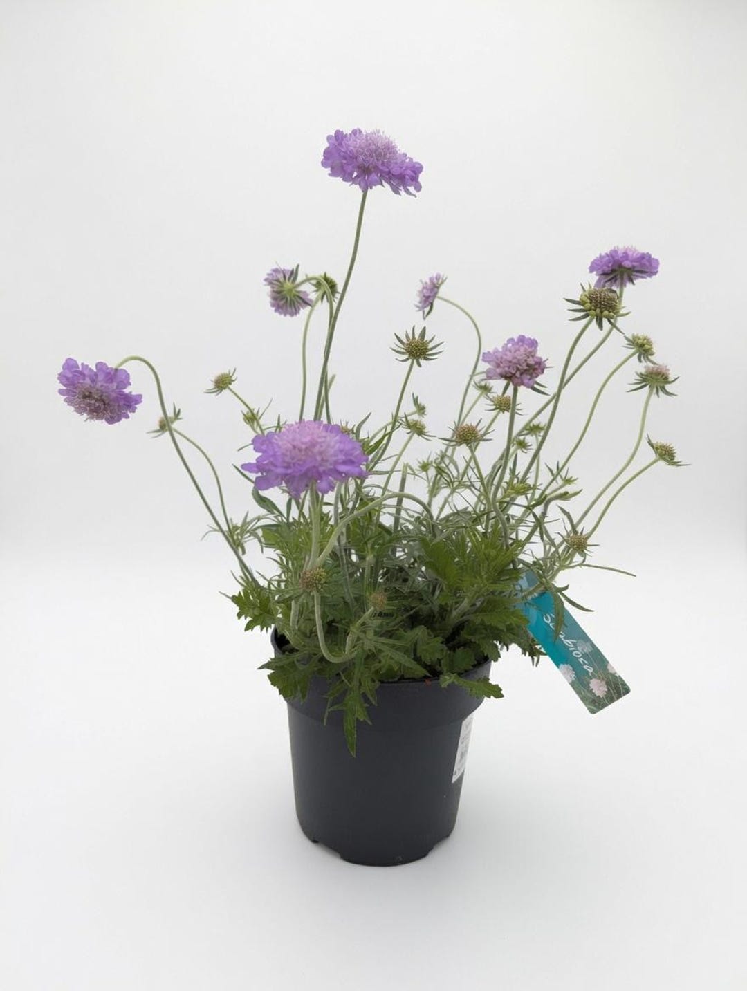 Purple Scabiosa Plant | Pincushion Flower | Hardy Perennial | 2L Pot ...