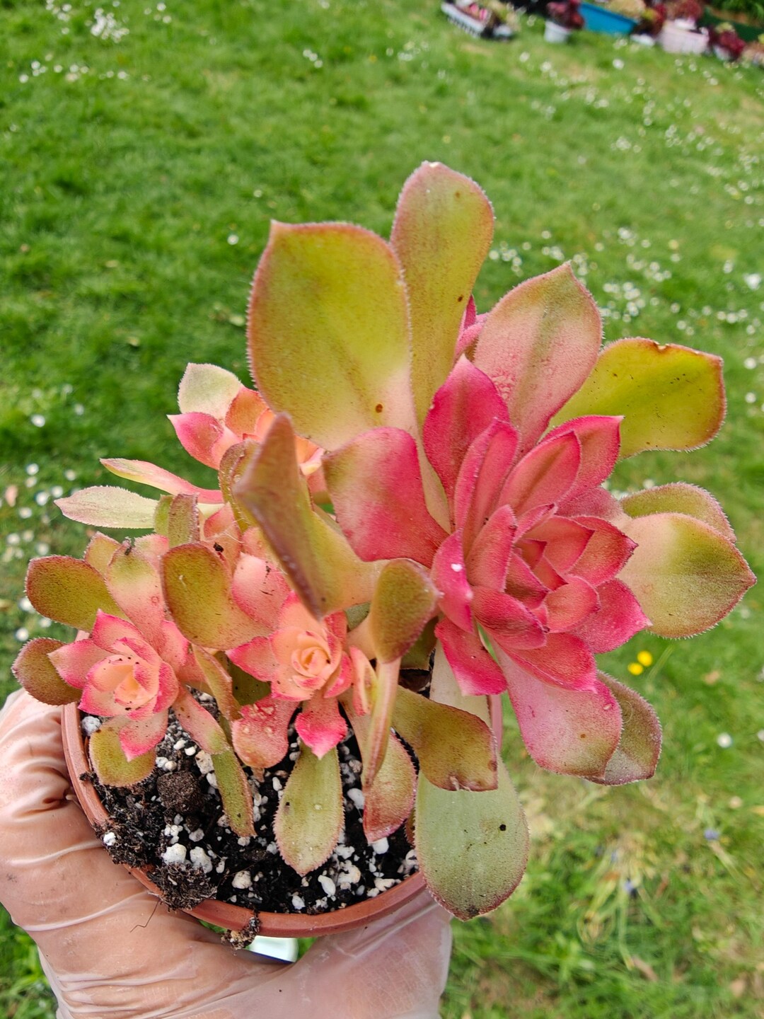Aeonium Athena Mini Cluster Rooted 13cm Width, 13cm Height Multi Heads ...