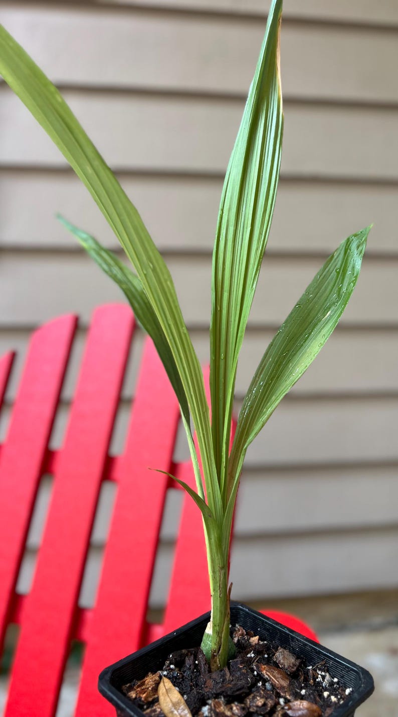 Peristeria Elata - Holy Ghost/dove Orchid. Fragrant & Rare. - Etsy