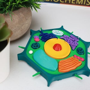 Plant Cell Model 3D Printed With Individual Organelles - Etsy