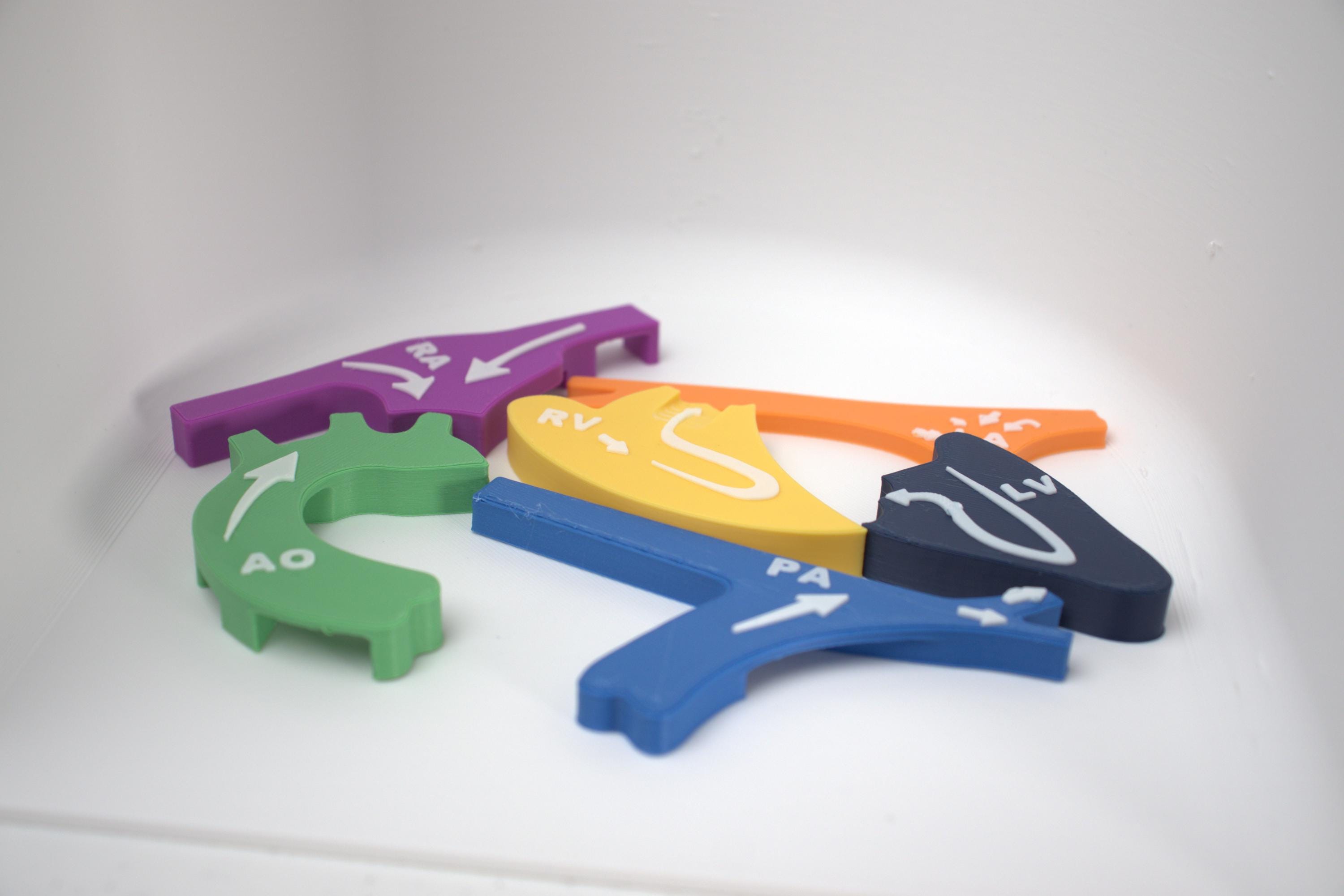 Heart Model for Classroom 3d-printed - Etsy