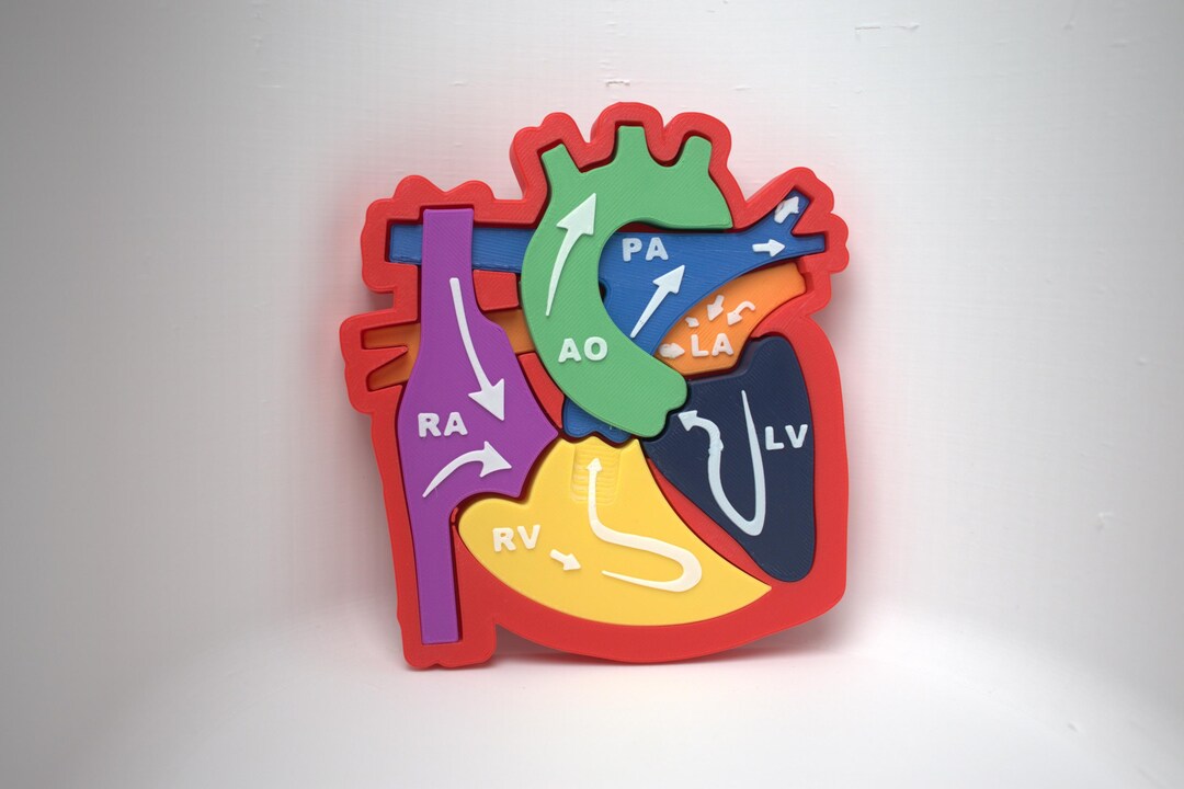 Heart Pathway Learning Model/puzzle 3d-printed - Etsy