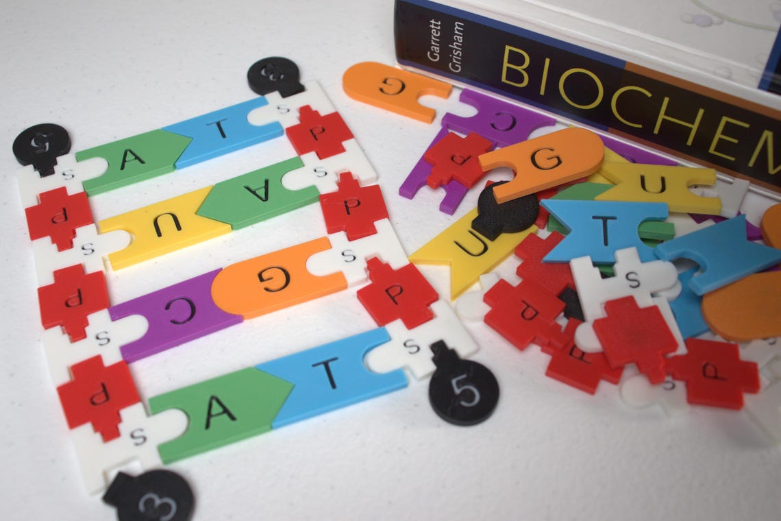DNA & RNA Model - Flat (3D Printed) - Etsy