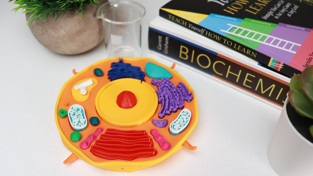 Animal Cell Model for Classrooms, Homeschool, STEM Camps & Events - 3D ...