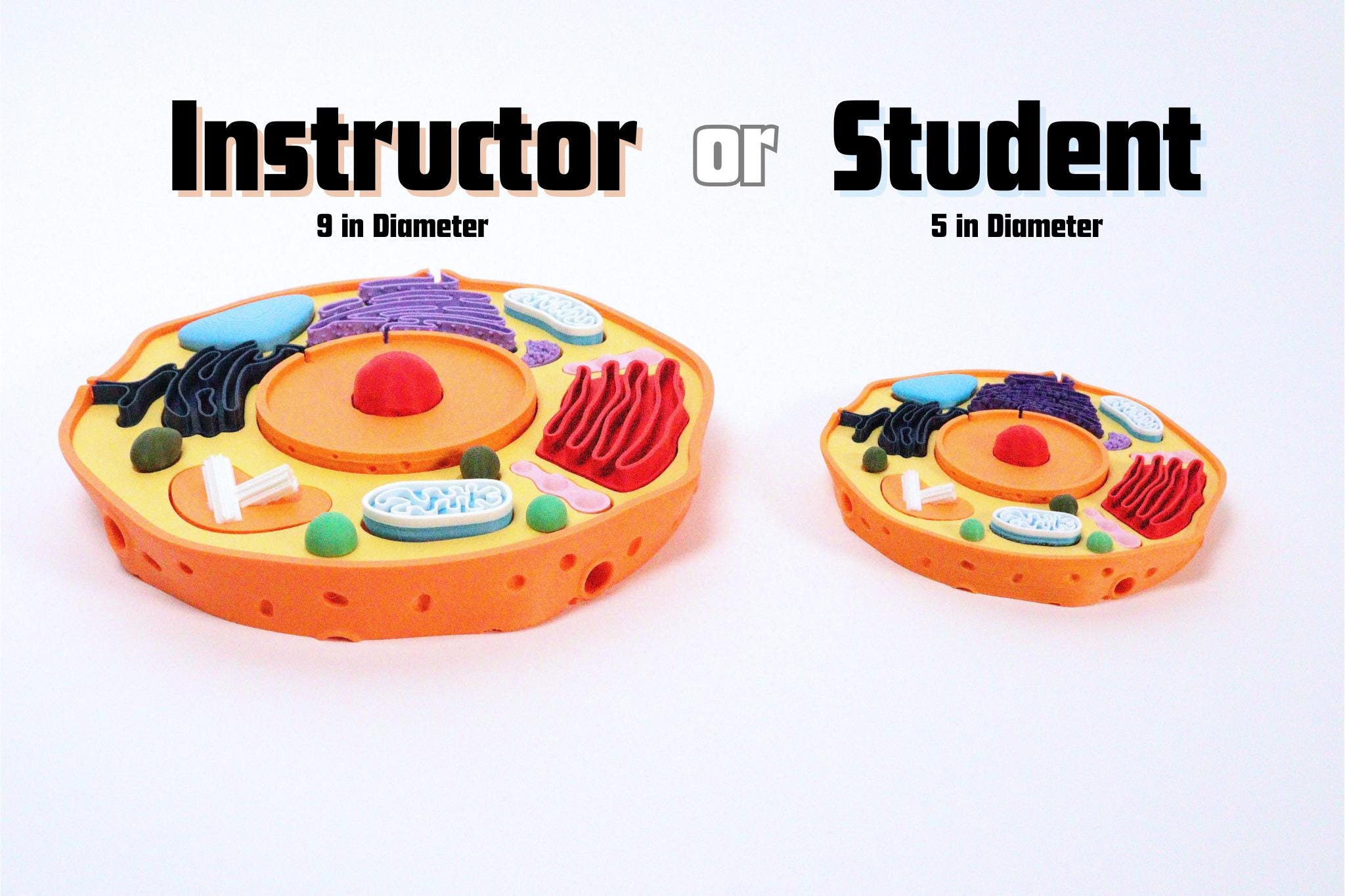 Animal Cell Model for Classrooms, Homeschool, STEM Camps & Events - 3D ...