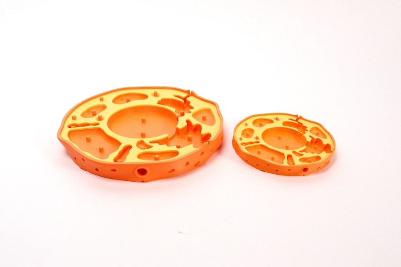 Animal Cell Model for Classrooms, Homeschool, STEM Camps & Events - 3D ...