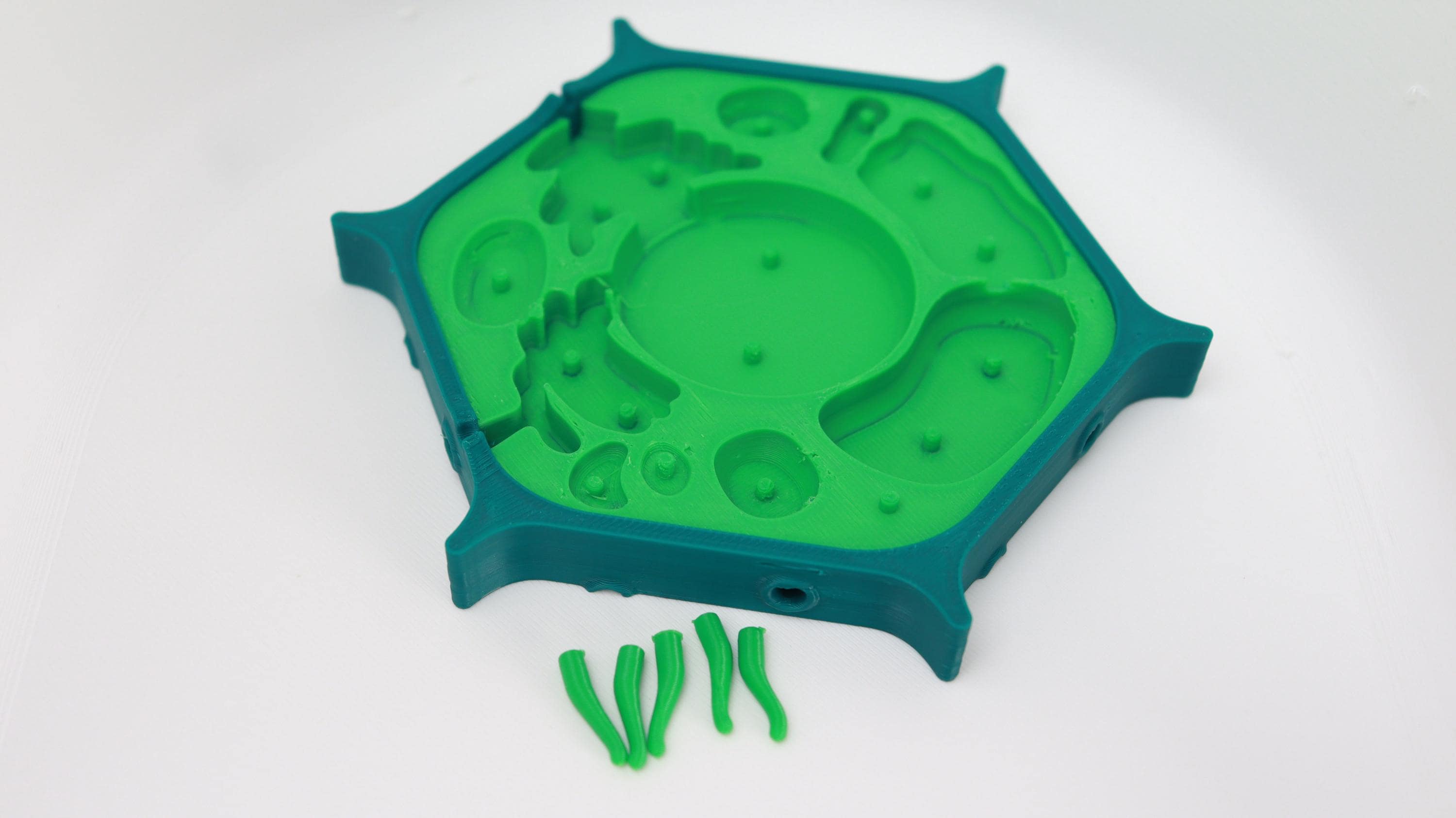 Plant Cell Model 3D Printed With Individual Organelles - Etsy
