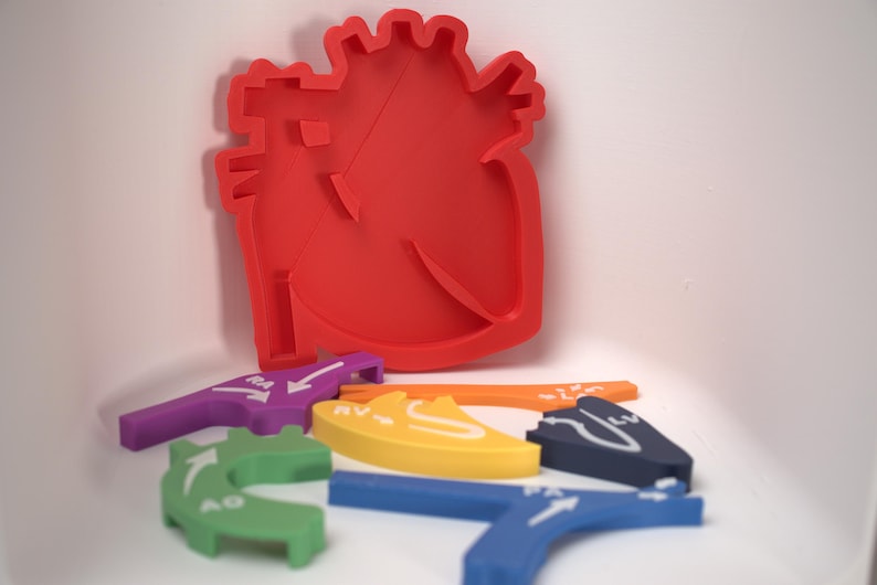 Heart Model for Classroom 3d-printed - Etsy