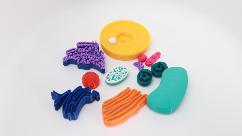Plant Cell Model 3D Printed With Individual Organelles - Etsy
