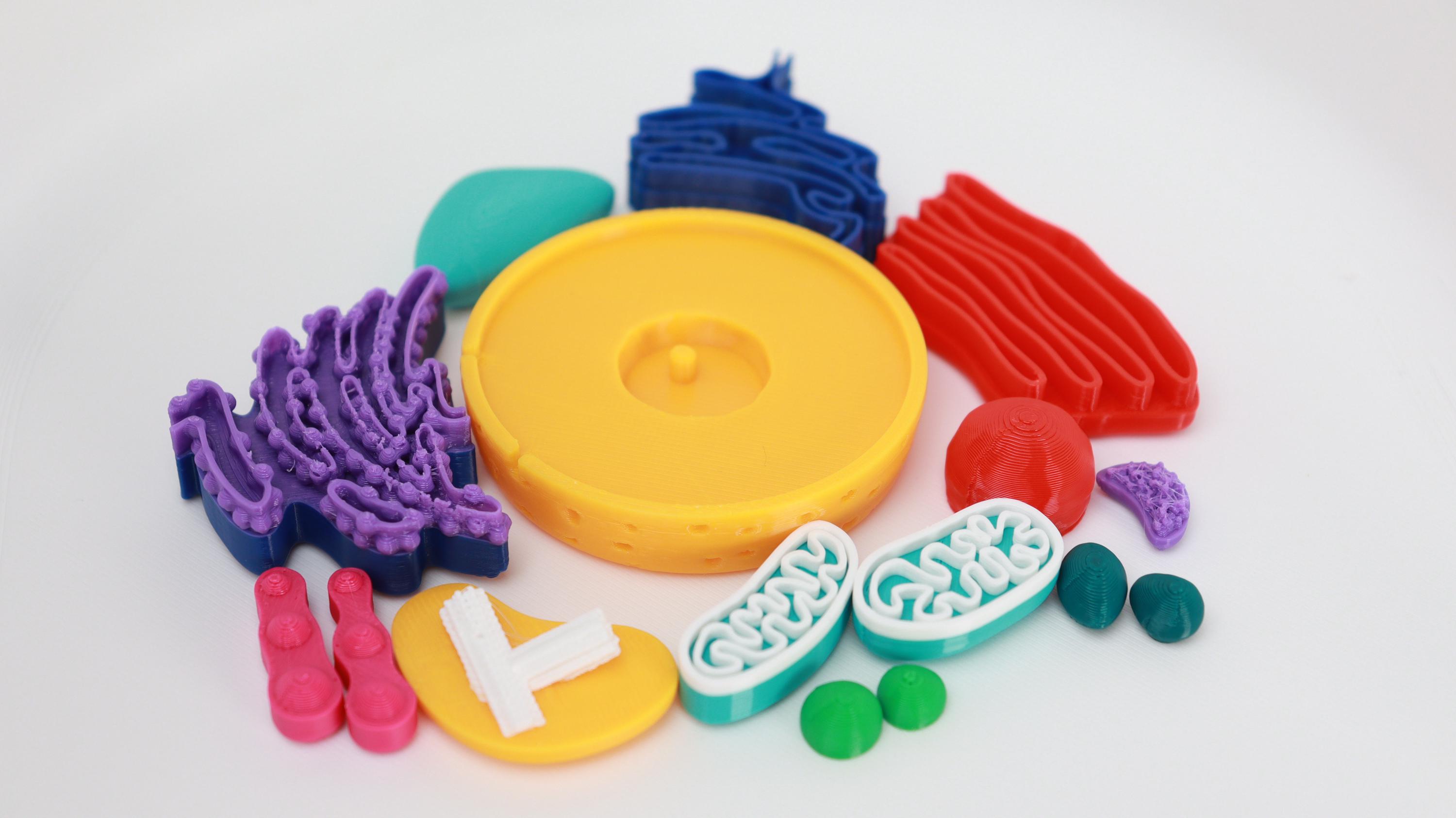 Animal Cell Model for Classrooms, Homeschool, STEM Camps & Events - 3D ...
