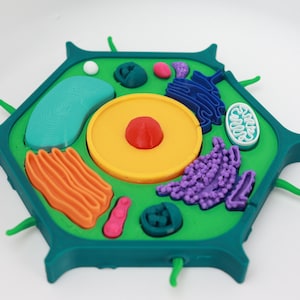 Plant Cell Model 3D Printed With Individual Organelles - Etsy