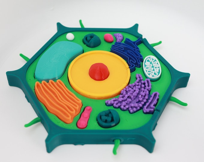 Custom Models for Teachers, Classroom Decor, Plant Cell Models, Science ...