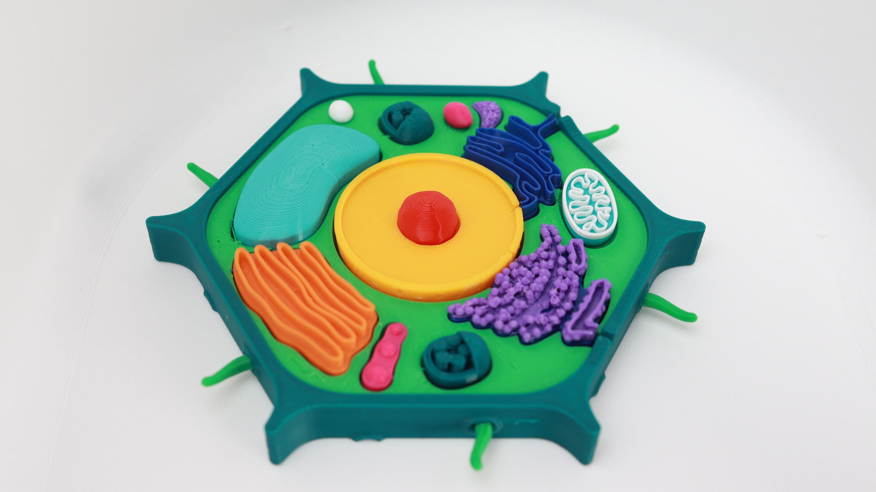 Plant Cell Model 3D Printed With Individual Organelles - Etsy