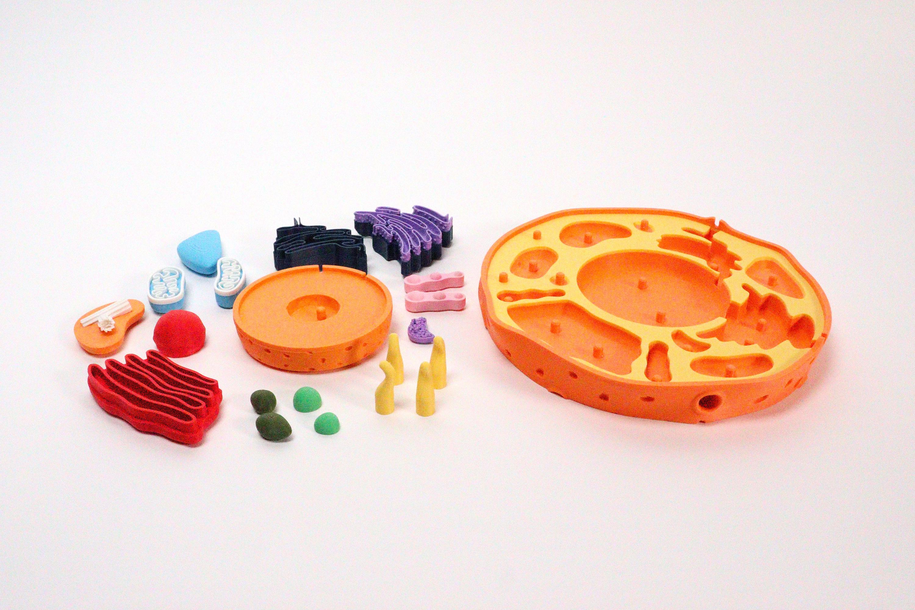 Animal Cell Model for Classrooms, Homeschool, STEM Camps & Events - 3D ...