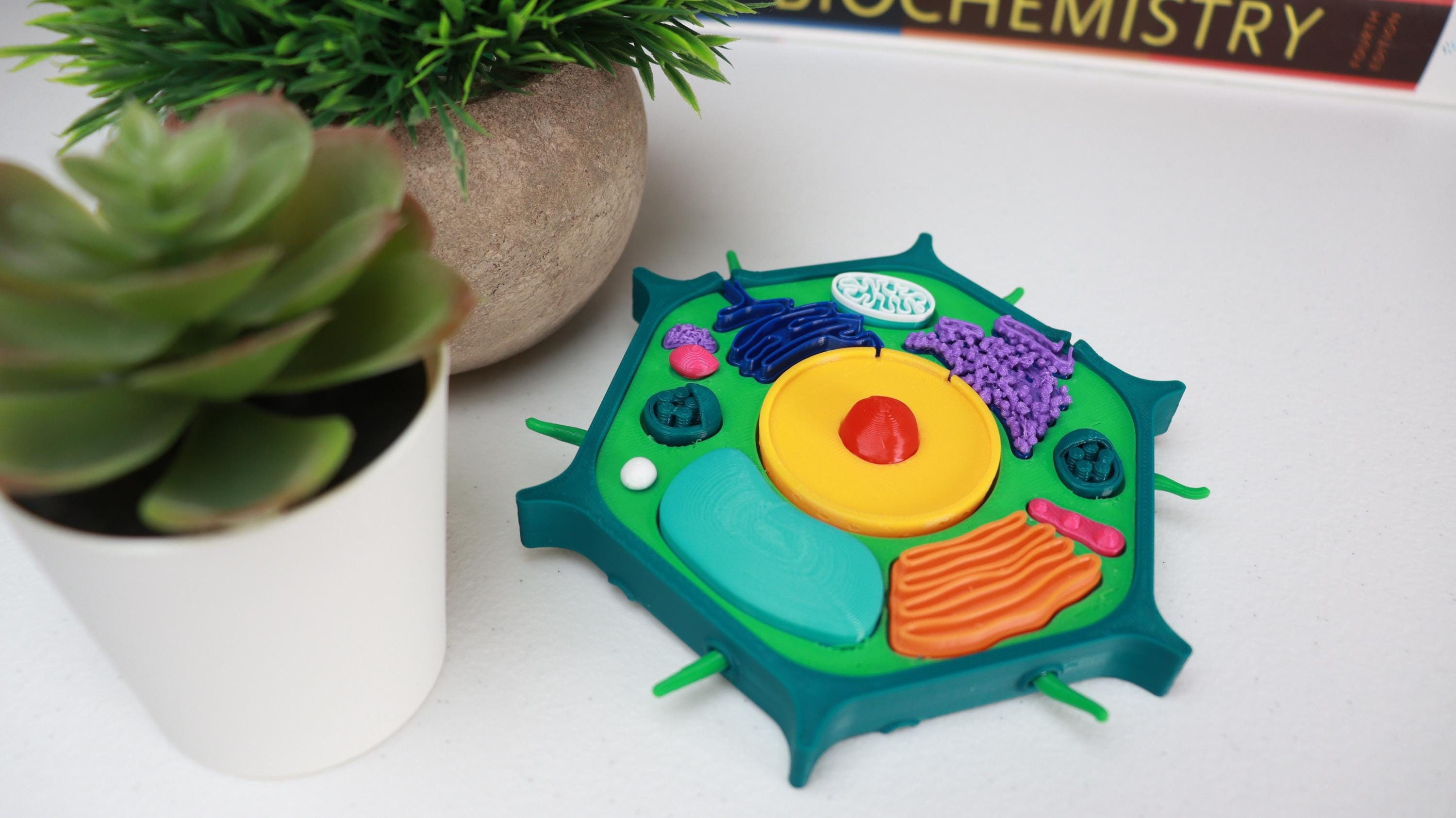 Plant Cell Model 3D Printed With Individual Organelles - Etsy