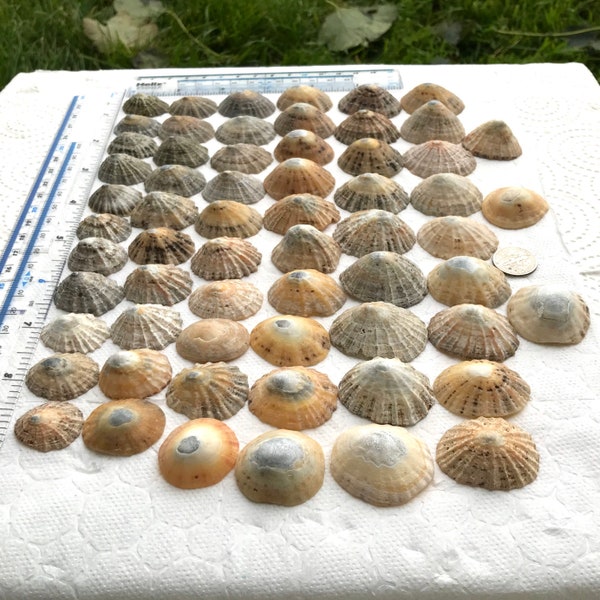 43 Large Sea Shells Dangles Centre Drilled 1.5mm Holes Natural Surf ...