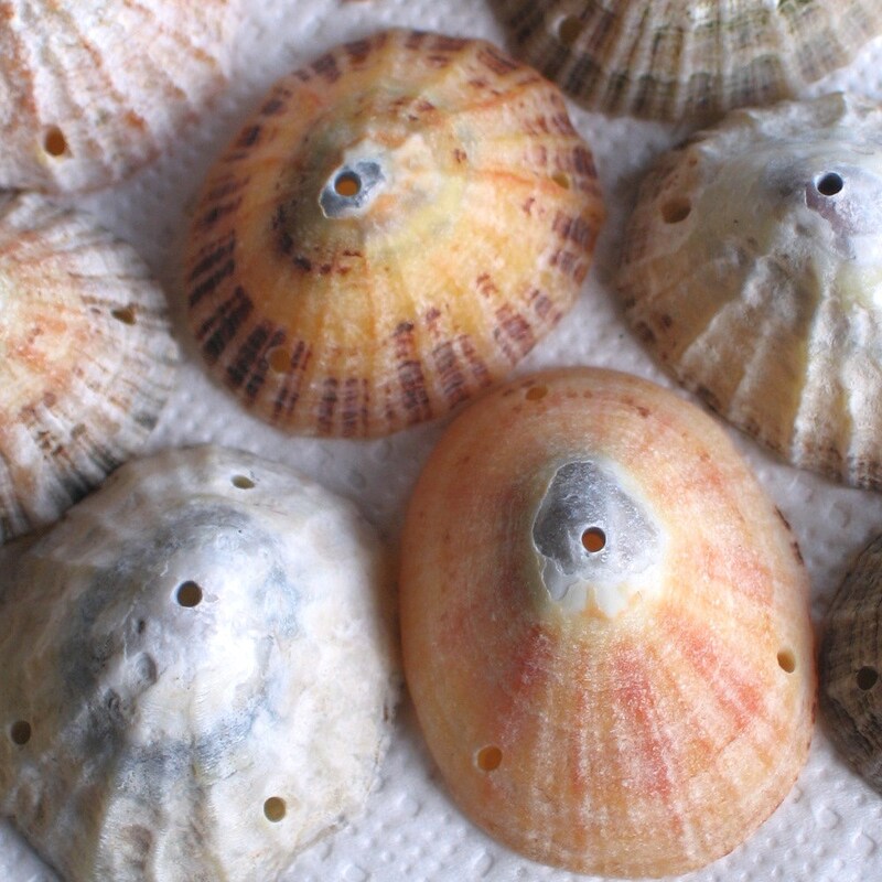 Drilled Seashells - Etsy