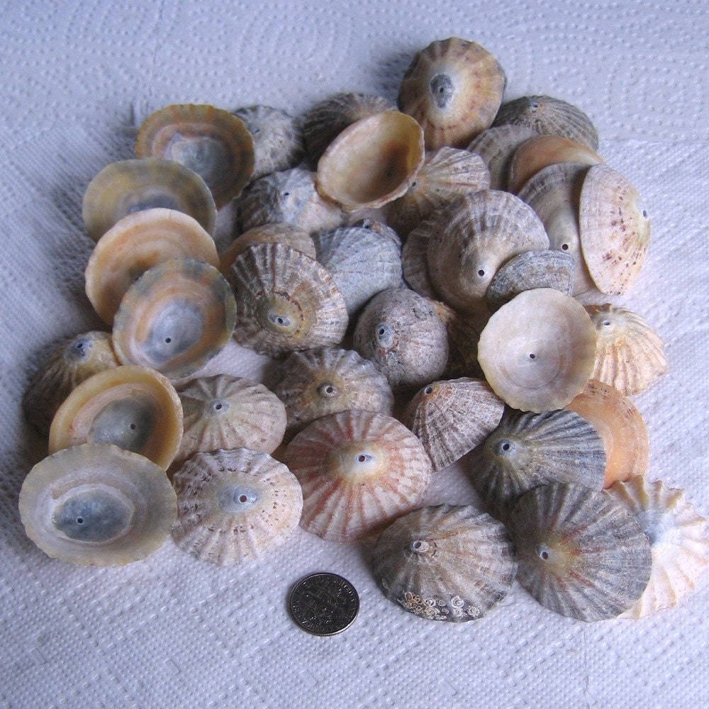43 Large Sea Shells Dangles Centre Drilled 1.5mm Holes - Etsy