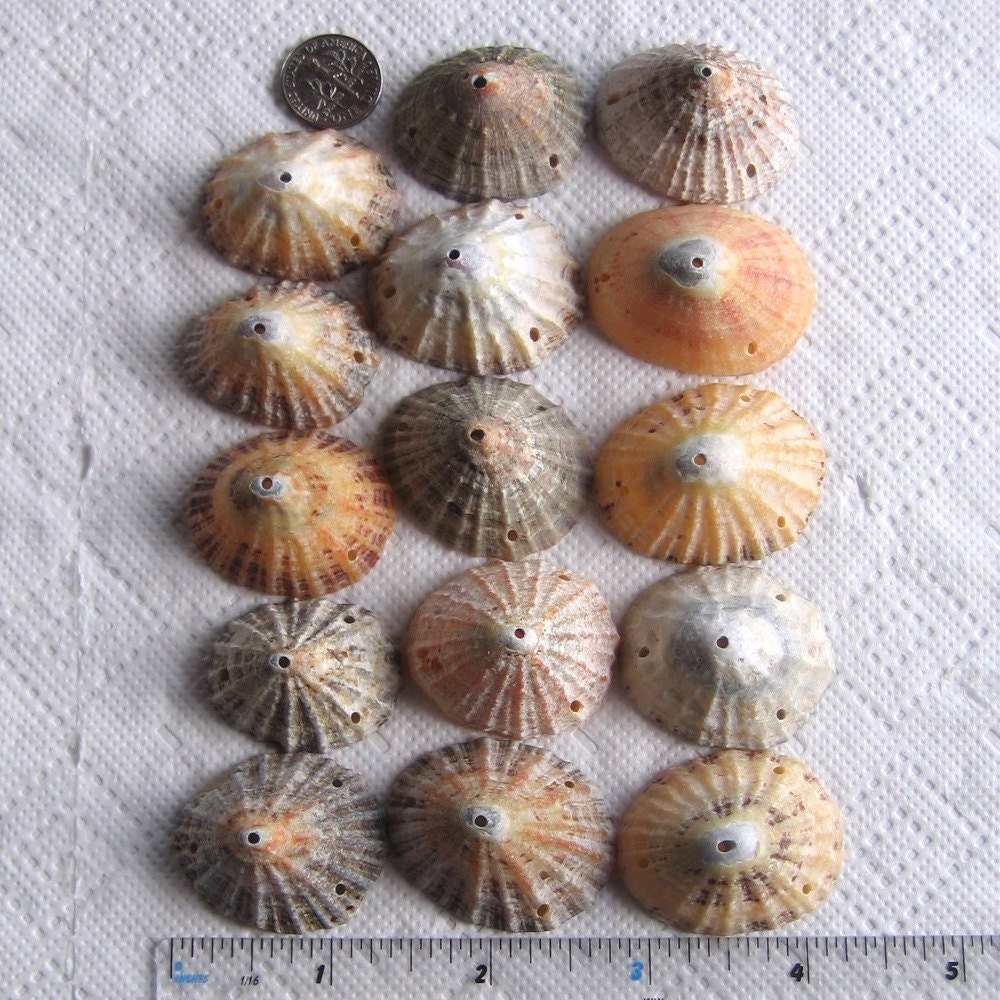 15 Sea Shells Dangles Connectors 4 Holes Drilled 1.5mm Holes - Etsy