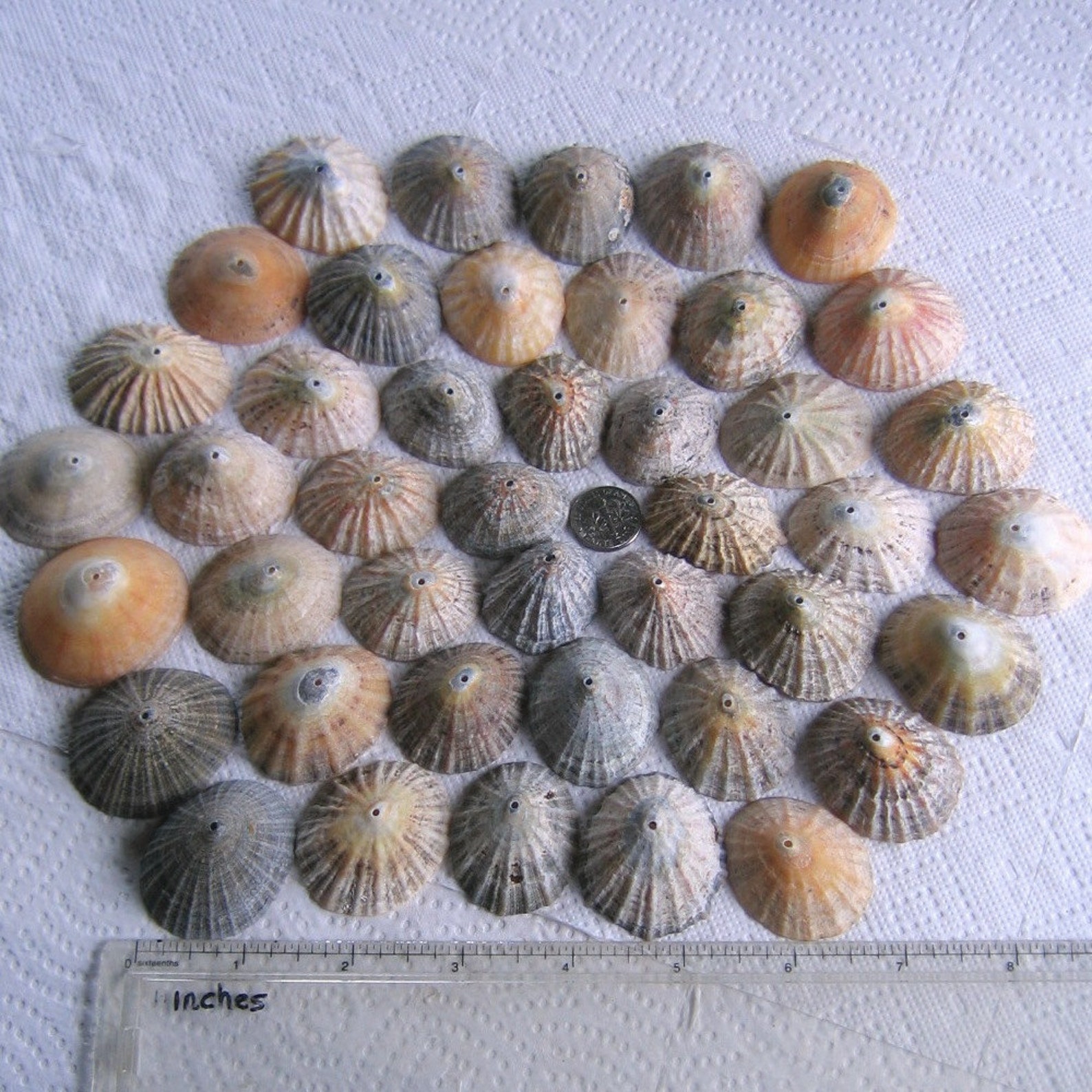 43 Large Sea Shells Dangles Centre Drilled 1.5mm Holes - Etsy