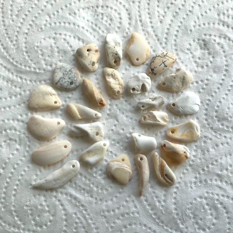 Drilled Sea Shells - Etsy
