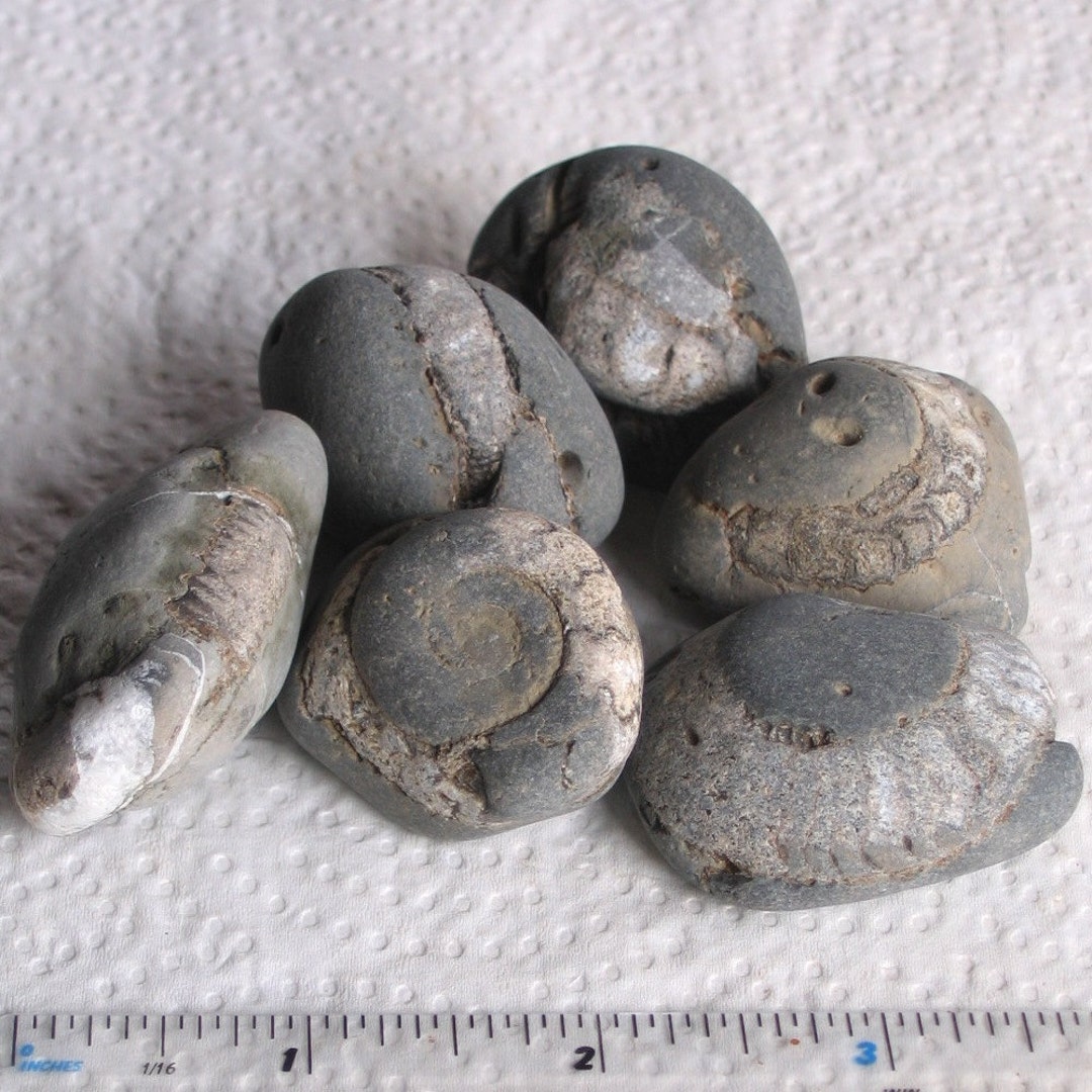 6 Ammonite Fossils Natural Surf Tumbled Sea Beach Fossil Ammonites ...