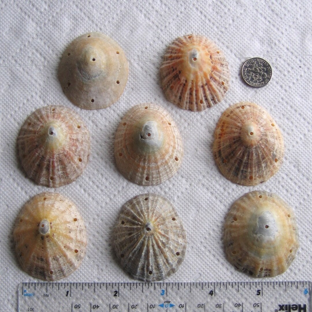 8 Large Sea Shell Connectors Dangles Multiple Drilled 1.5mm Holes ...