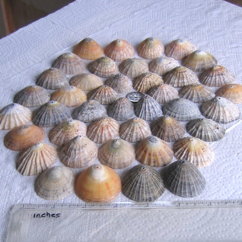 43 Large Sea Shells Dangles Centre Drilled 1.5mm Holes - Etsy