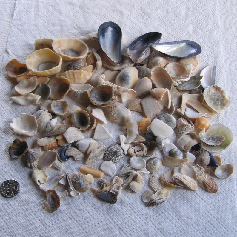 132 Natural Sea Shells Shell Fragments Art Mosaic Craft - Etsy