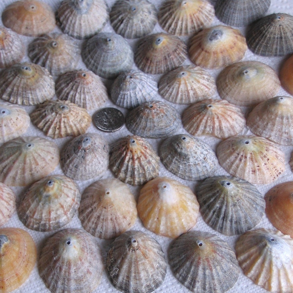 43 Large Sea Shells Dangles Centre Drilled 1.5mm Holes - Etsy