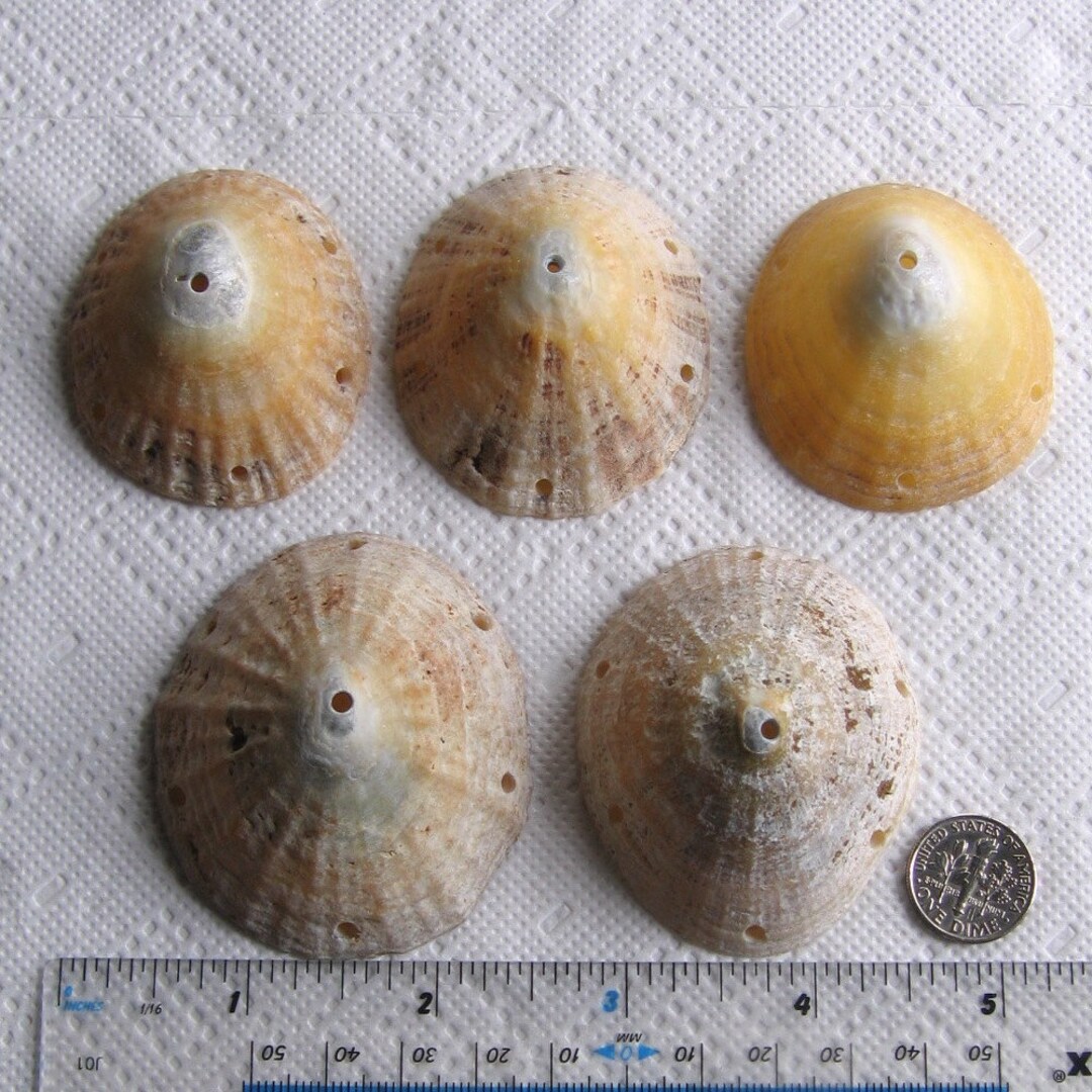 5 Large Sea Shell Connectors Dangles Multiple Drilled 3mm Holes Natural ...