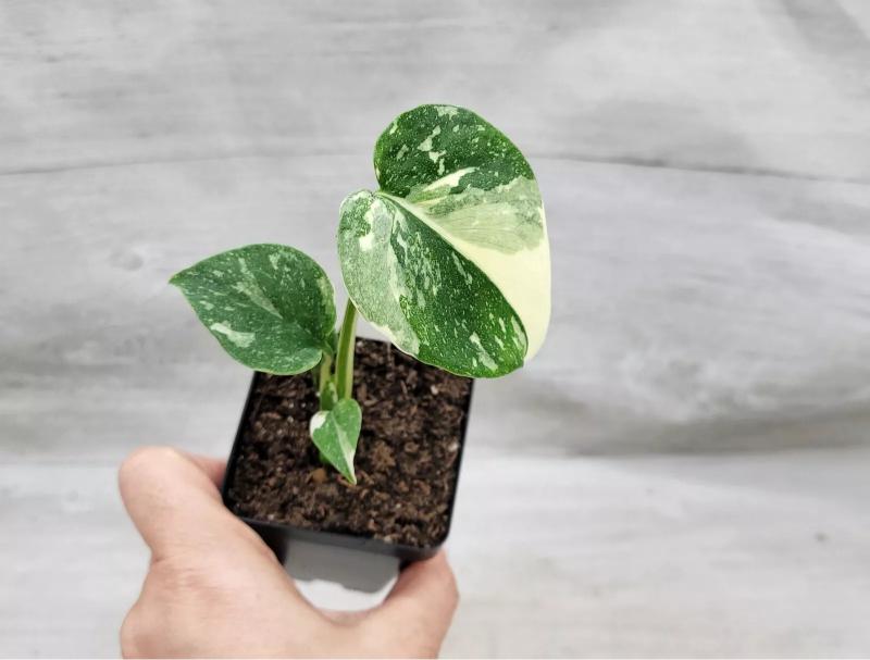 Monstera Thai Constellation Live Plant in 3 Pot Rare Variegated ...