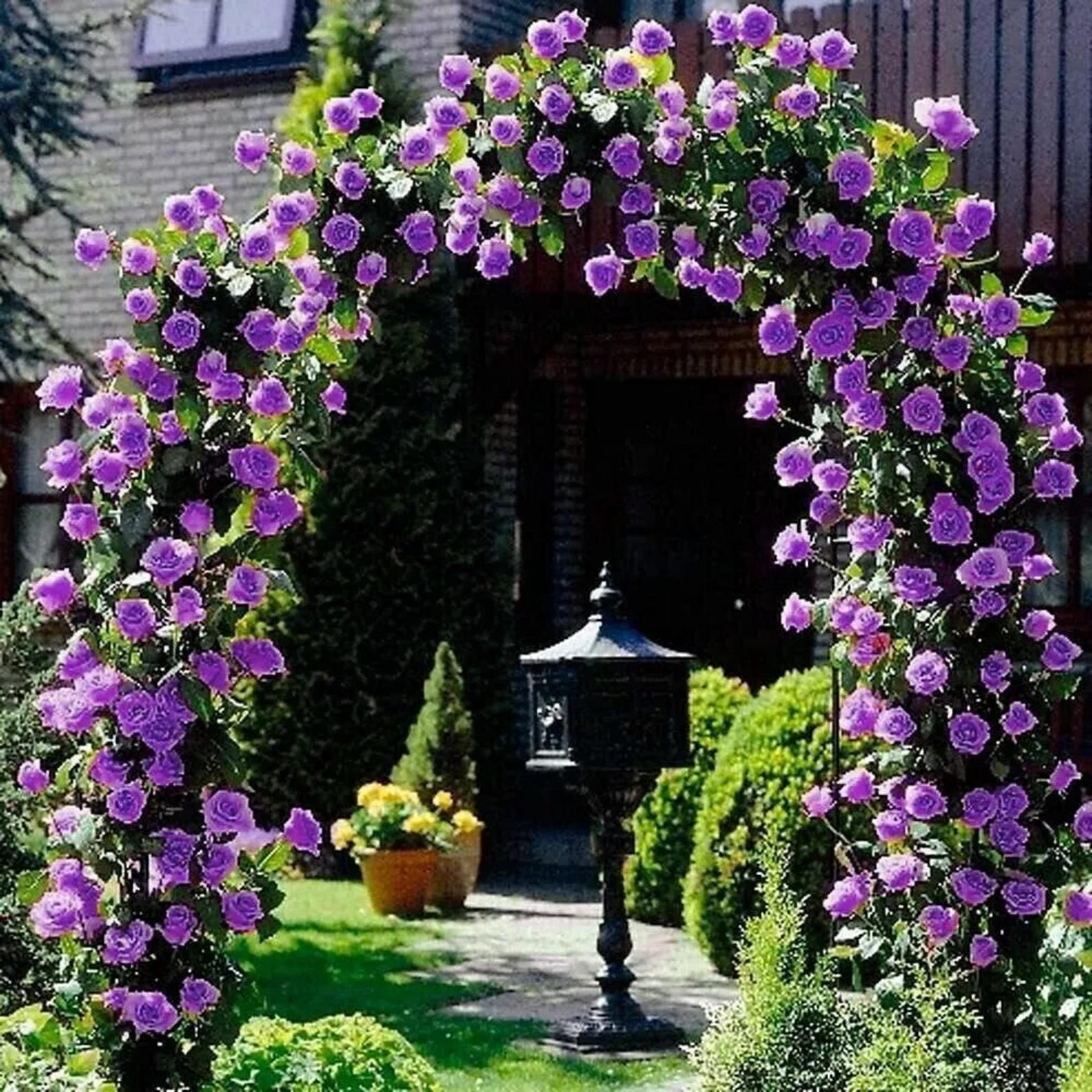 20pcs Purple Climbing Rose Seeds | Rare Non-gmo Heirloom Flower Seeds ...