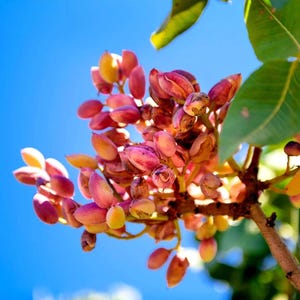 Pistachio Nut Tree Seeds: Pistacia Vera, Edible Non-gmo - Etsy