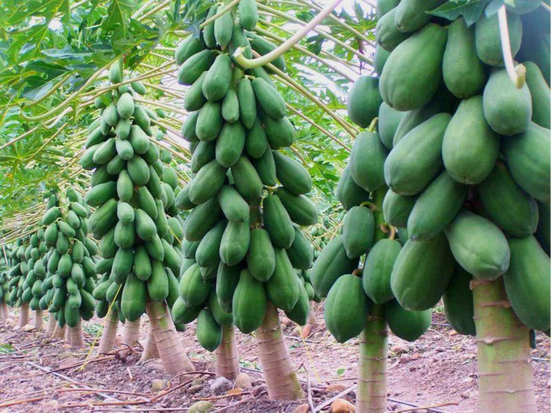 Organic Maradol Papaya Seeds (15) - Florida Grown, Tropical Fruit, Non ...