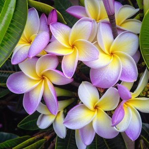 5 Yellow Purple Plumeria Seeds – Rare Frangipani Perennial Flowering ...