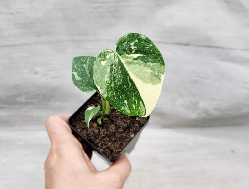 Monstera Thai Constellation Live Plant in 3 Pot Rare Variegated ...