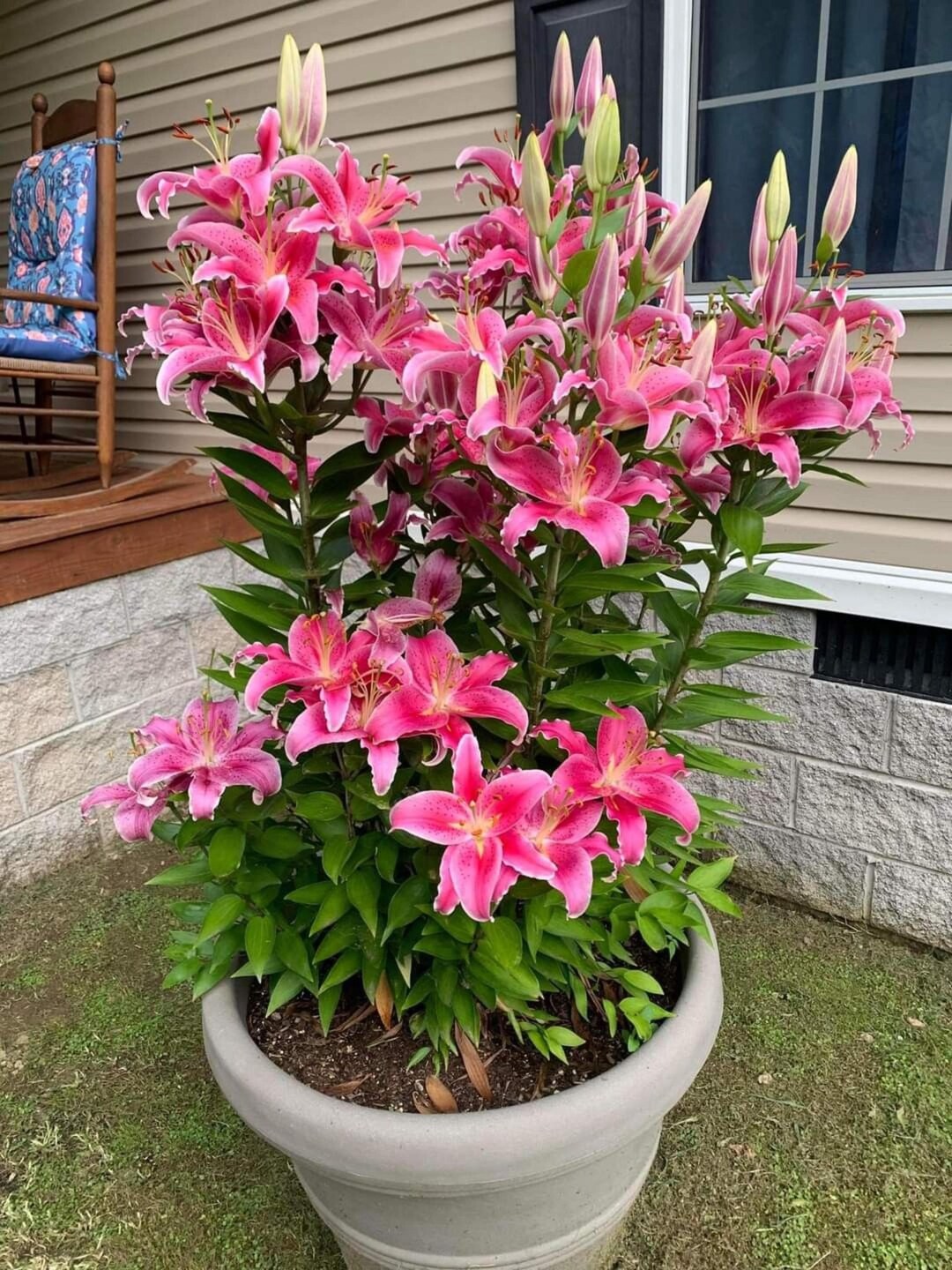Lilium Oriental Lily Stargazer | 3 Easy-grow Plant Bulbs | Summer Bloom ...