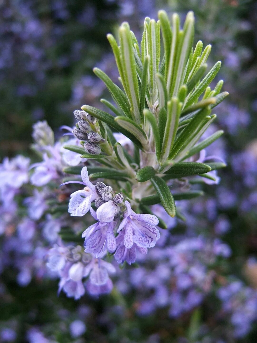 Non-gmo Heirloom Rosemary Seeds | Variety Sizes | Fresh & Aromatic Herb ...