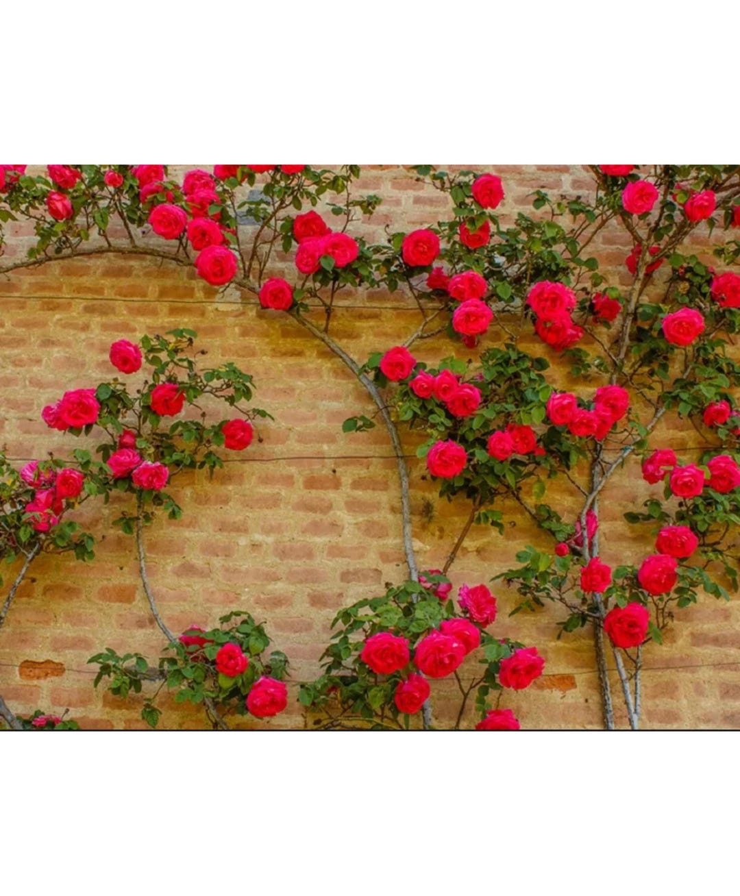 20pcs Red Climbing Rose Seeds | Rare Heirloom Variety | Non-gmo Garden ...