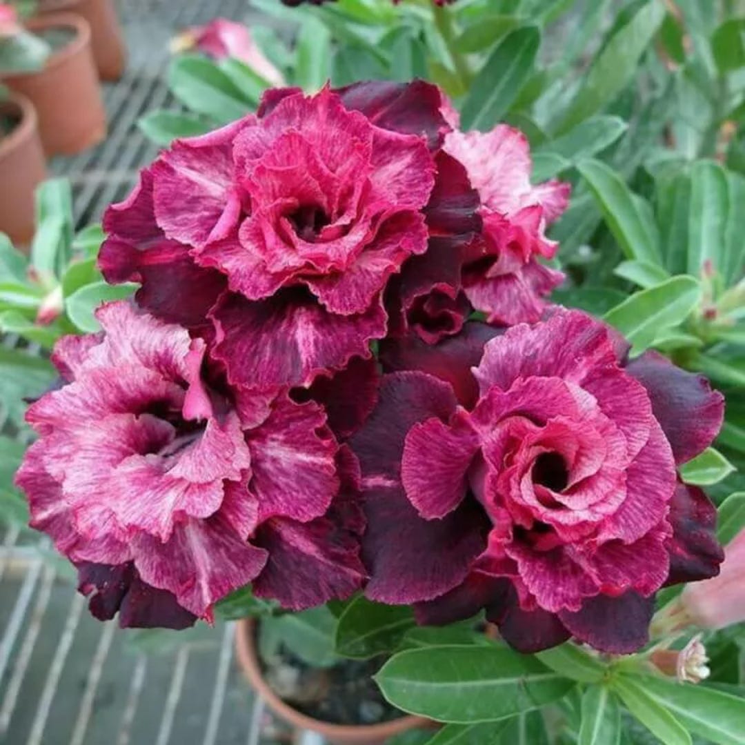 4 Magenta White Desert Rose Seeds | Adenium Obesum Exotic Bloom | Rare ...