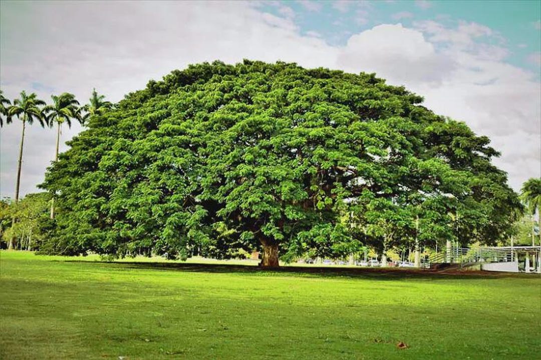 10 Rain Tree Seeds (albizia Saman) | Monkey Pod "hitachi" | Rare ...