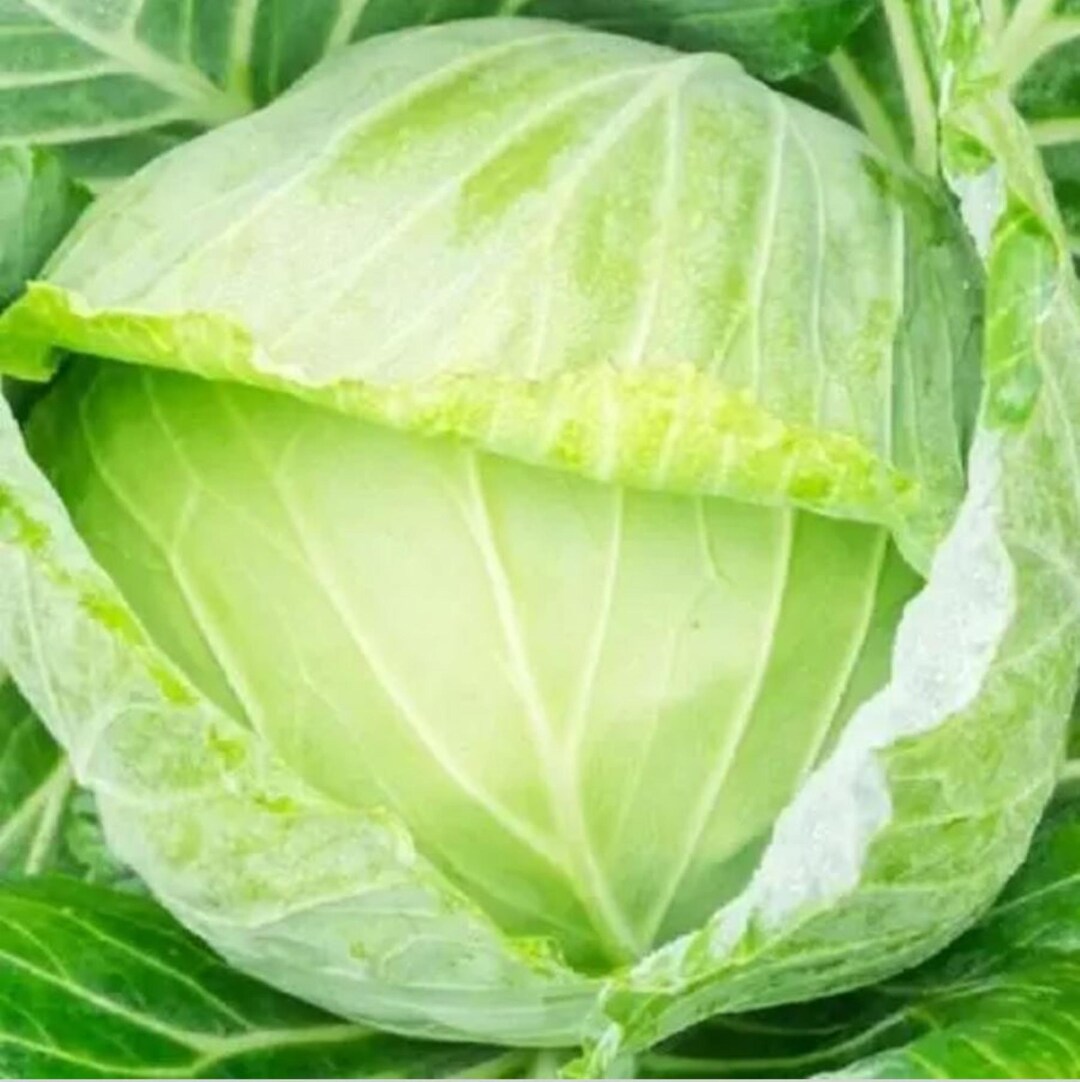 500 Organic All Seasons Cabbage Seeds – Heirloom Variety for Year-round ...