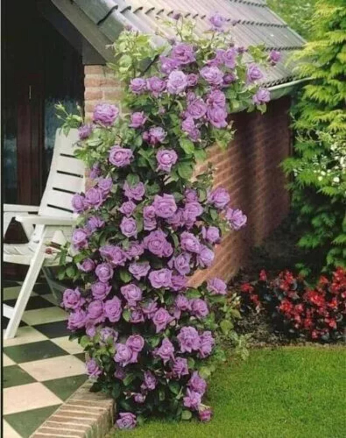 20pcs Purple Climbing Rose Seeds | Rare Non-gmo Heirloom Flower Seeds ...