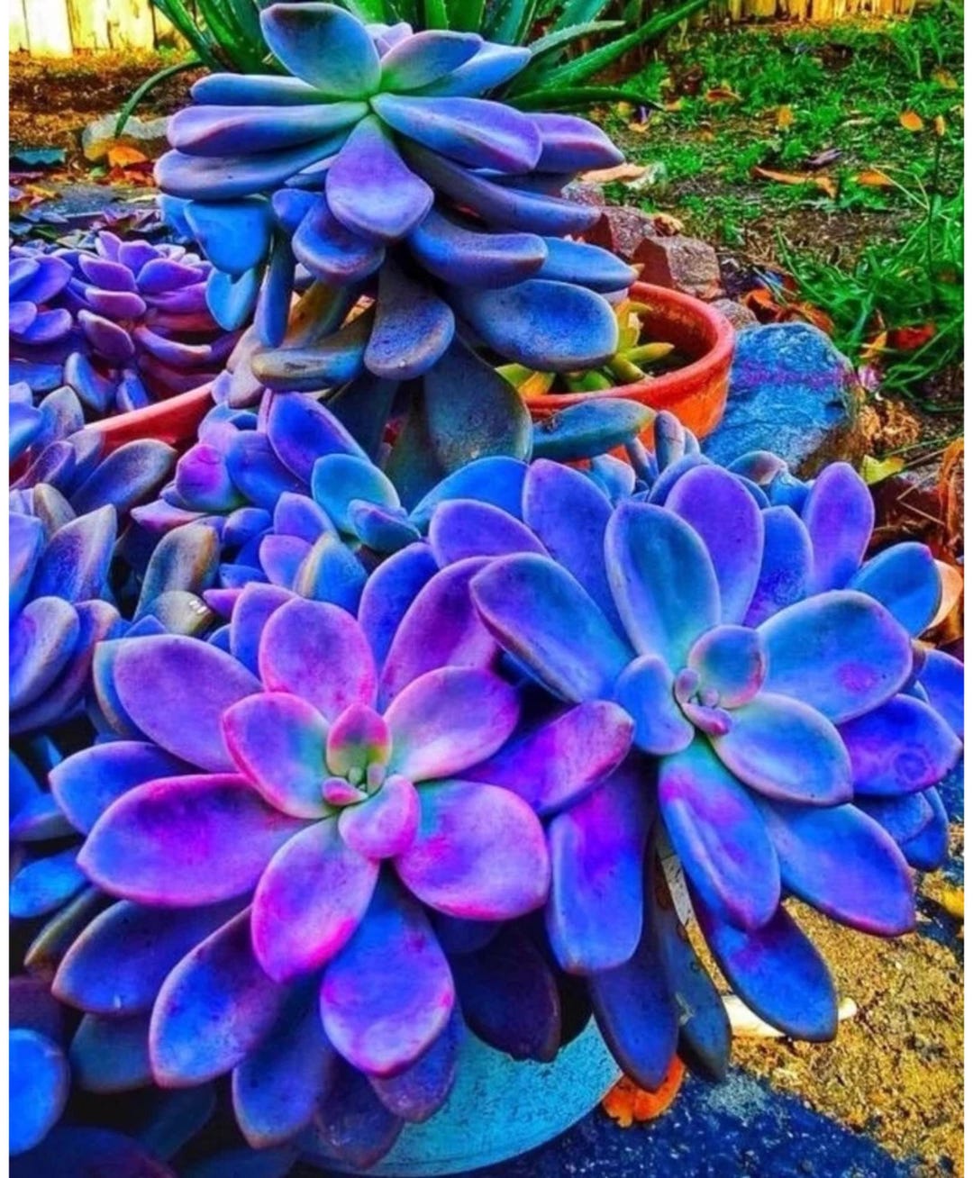 Blue Witchford Lithops Seeds: Rare Living Stone Succulent - Non-gmo - Etsy