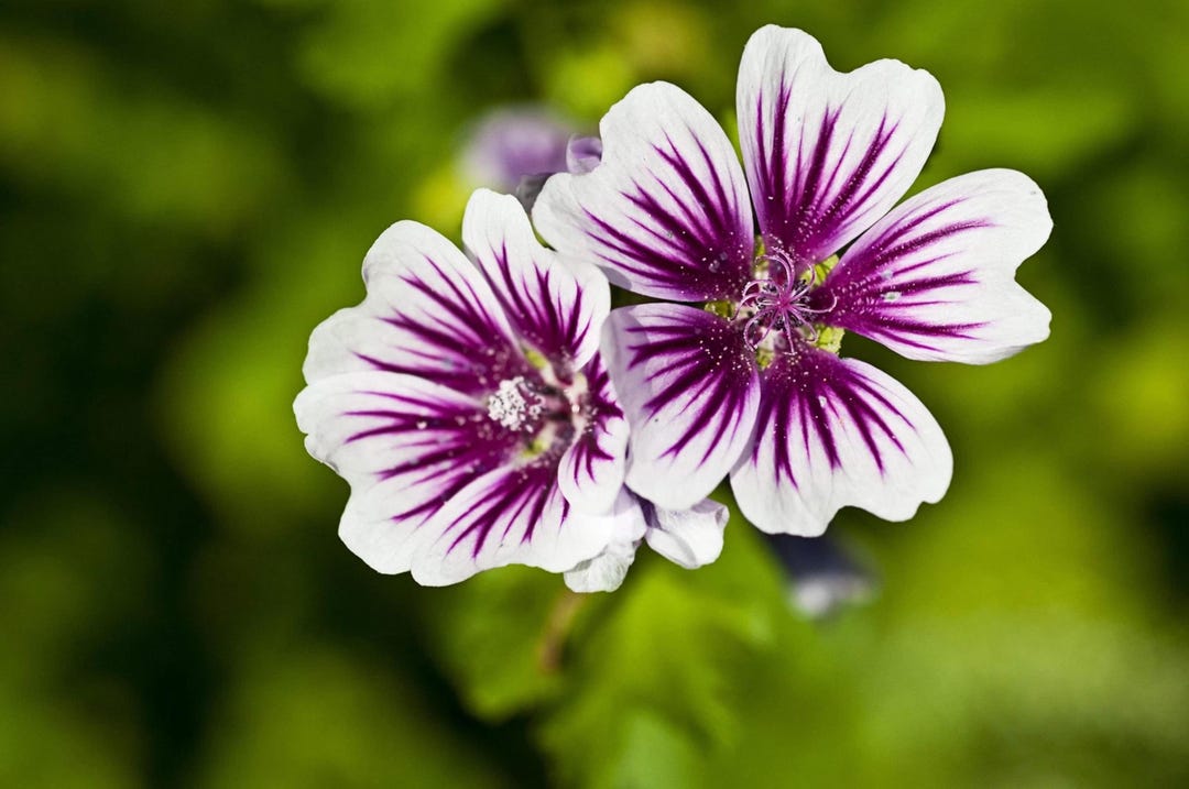 Zebra Mallow Seeds | 20 Malva Sylvestris Zebrina | Striped Perennial ...