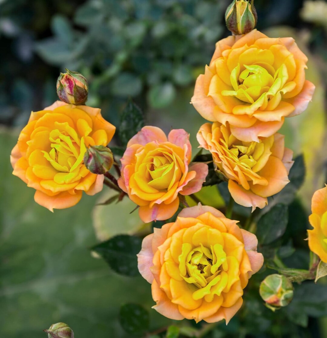100+ Rose Seeds | 16 Heirloom Varieties | Blue, Red, Pink & Yellow ...
