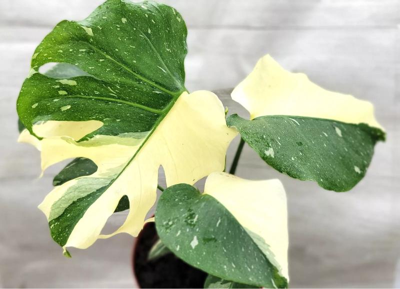 Monstera Thai Constellation Live Plant in 3 Pot Rare Variegated ...