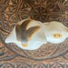 Chinese Ginger Tabby Cat Figurine Ornament Large Eyes Stumpy Tail VGC ...